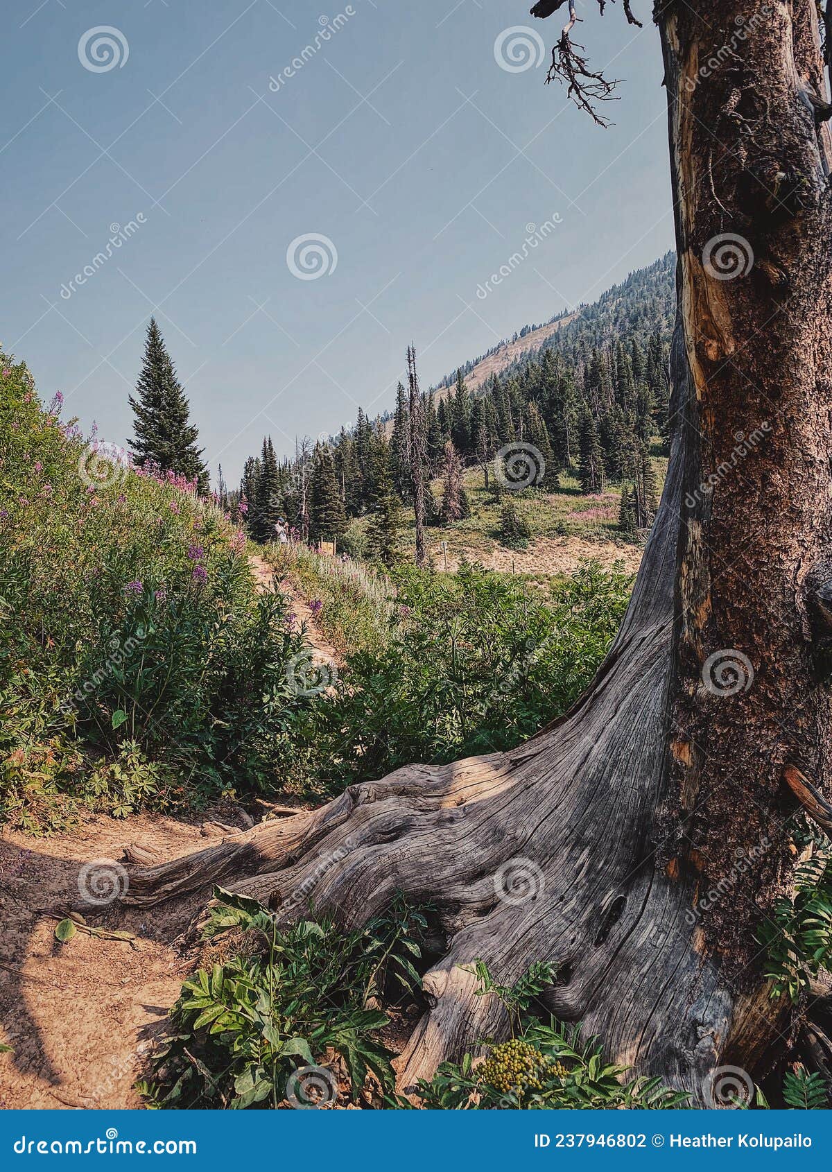 Hiking in the Back Country stock photo. Image of hiking - 237946802