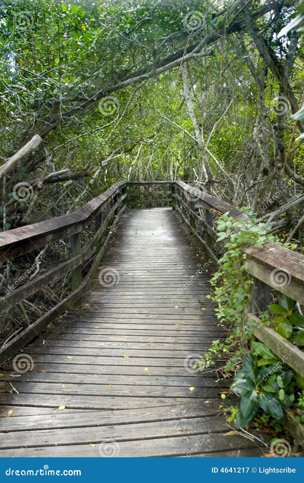 Hiking Boardwalk path stock image. Image of national, foot - 4641217