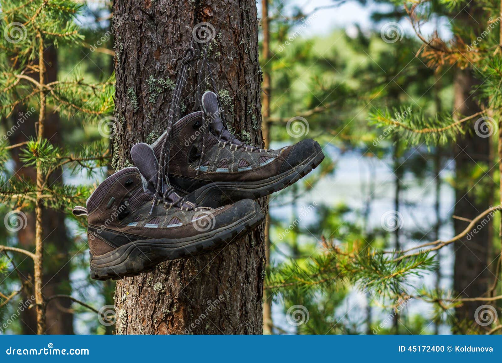 Hiking Boots Hanging on a Tree in the Forest Stock Photo - Image of ...