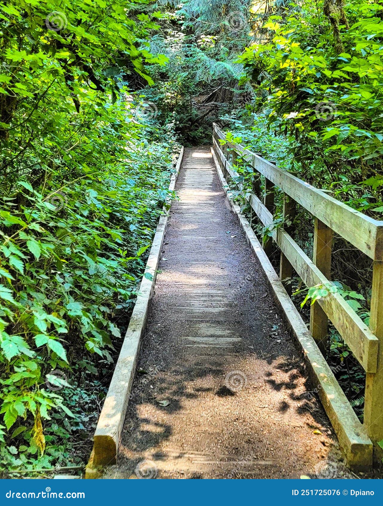 Hiking Bridge Leads Into Dense Redwood Forest At Partington Cove Trail ...