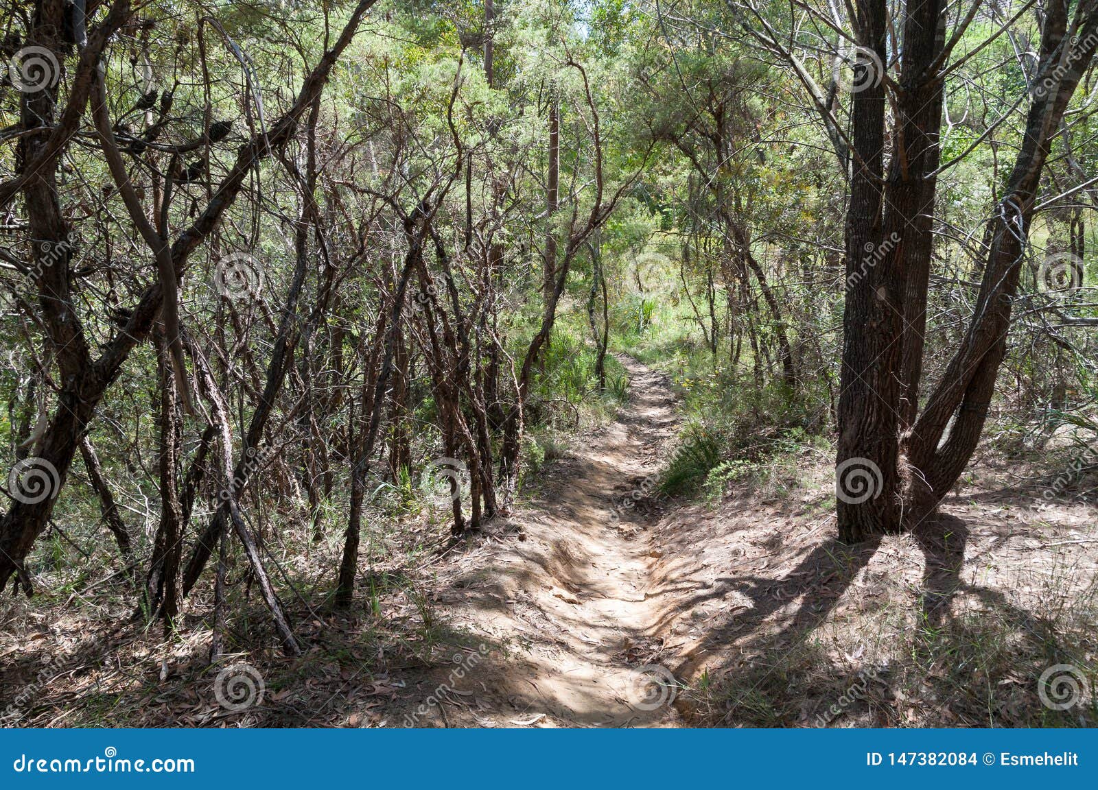 Hiking Footpath in the Thicket of the Bush Stock Photo - Image of woods ...