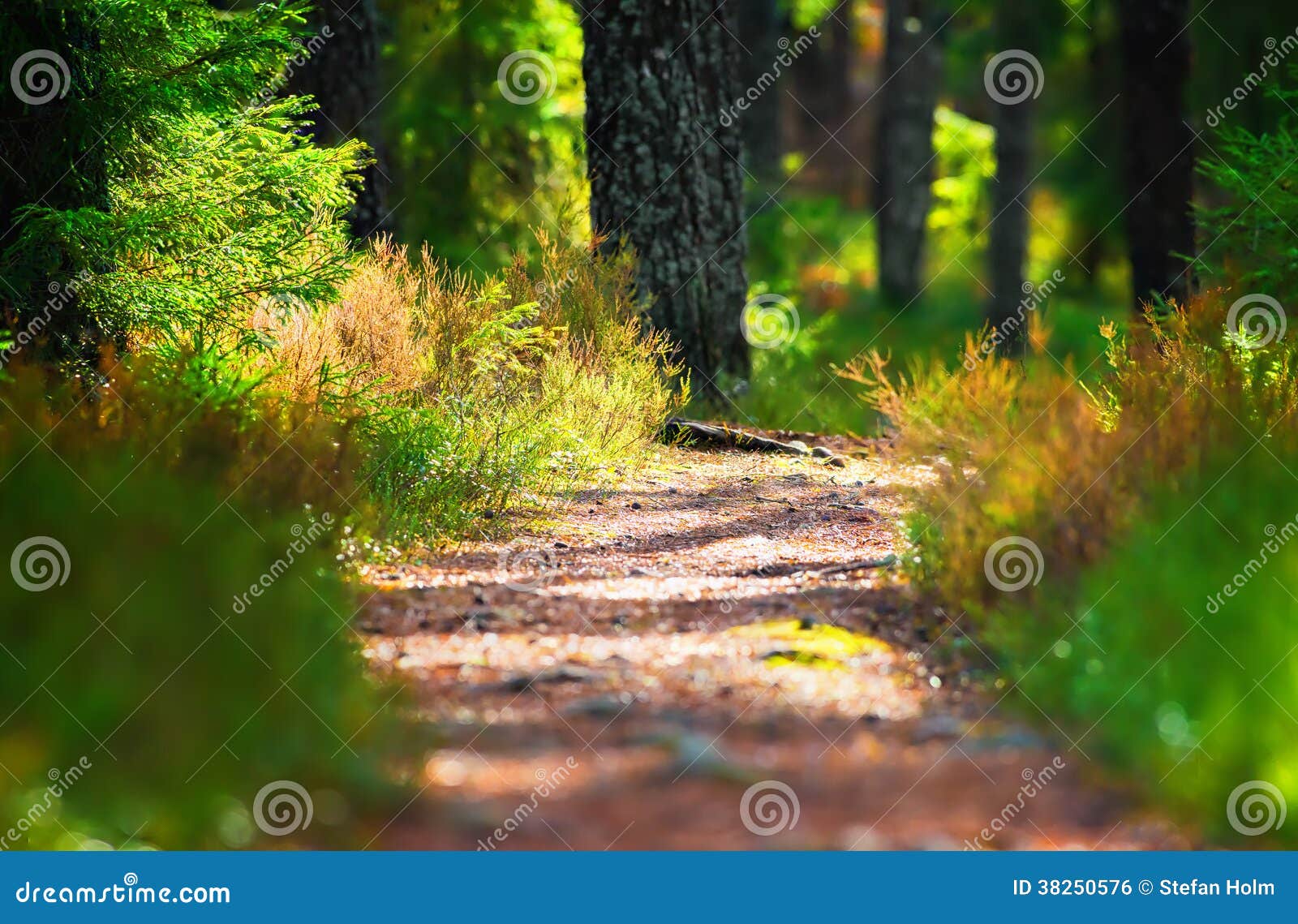 Hiking Forest Path through Thick Woods Stock Photo - Image of morning ...