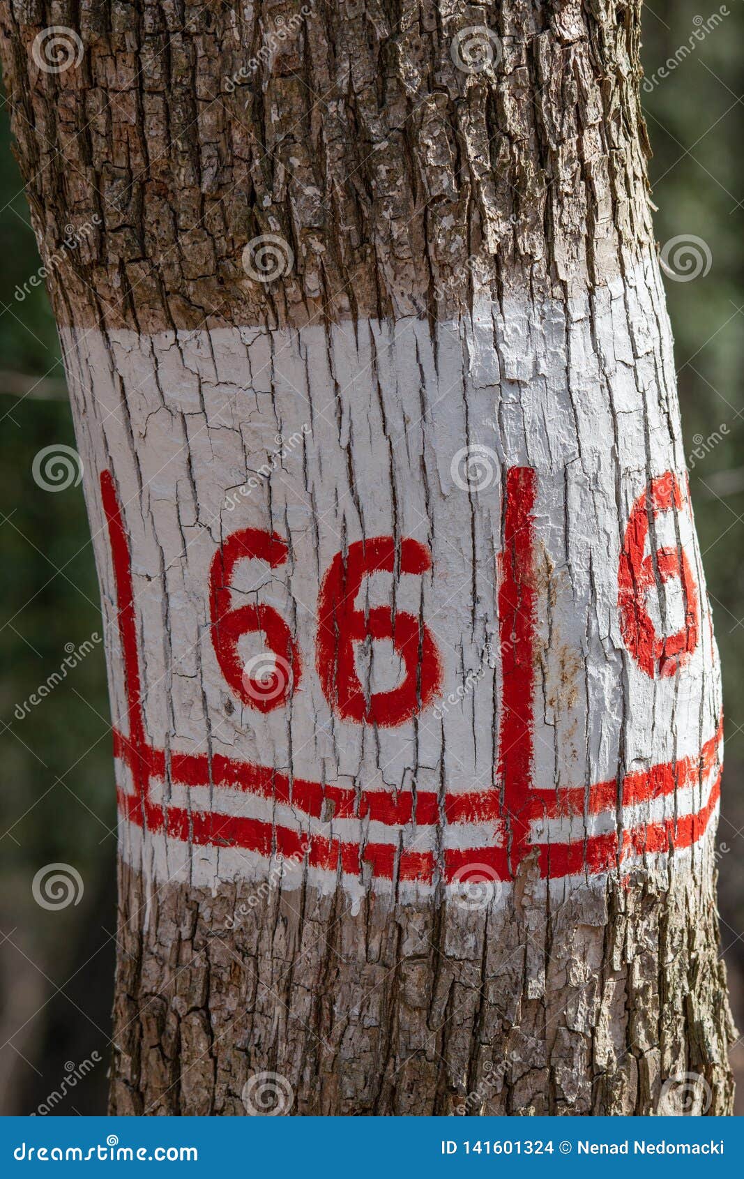 Marking On Tree. Royalty-Free Stock Image | CartoonDealer.com #75243544