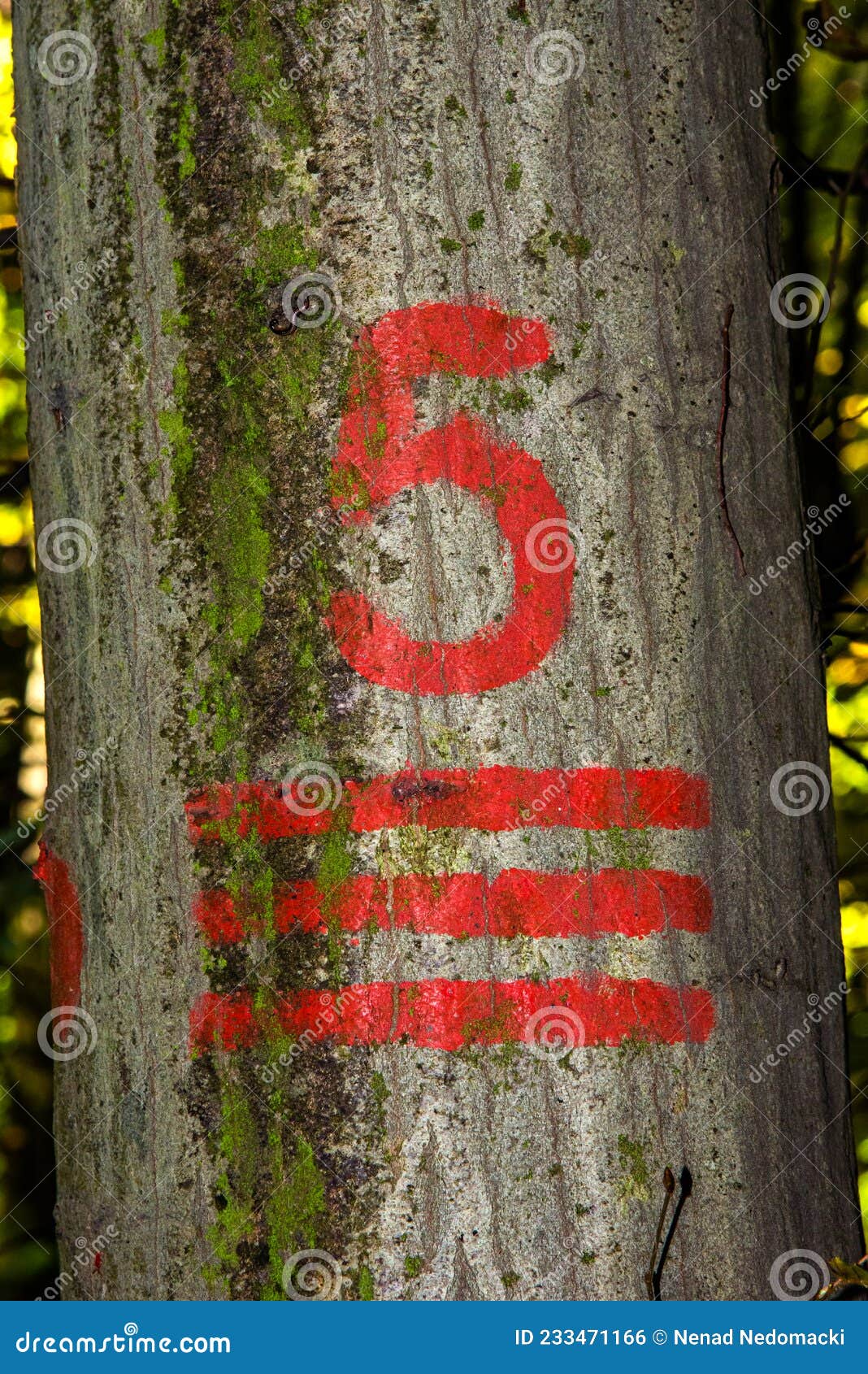 Hiking Marking on a Tree in the Woods Stock Photo - Image of circle ...