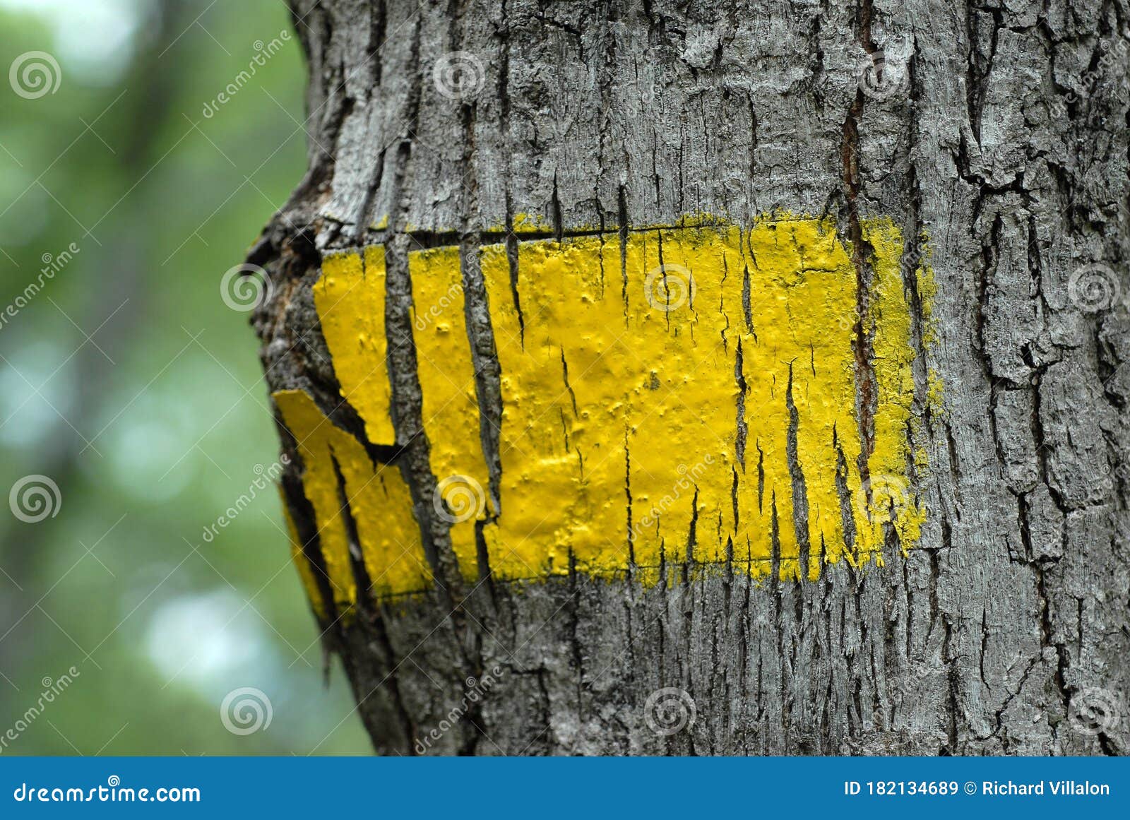 Hiking Markings Painted on a Tree Trunk Close Up Stock Image - Image of ...