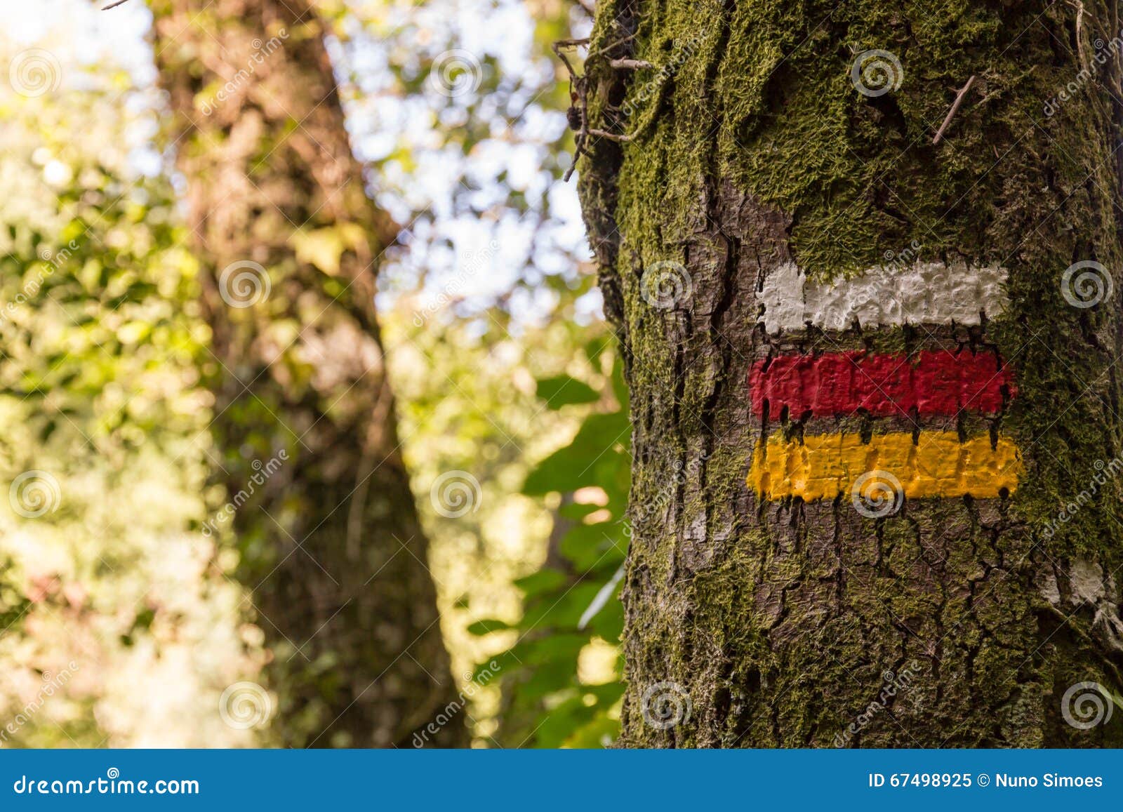 Hiking Marks Tree Marking Correct Direction Stock Image - Image of ...