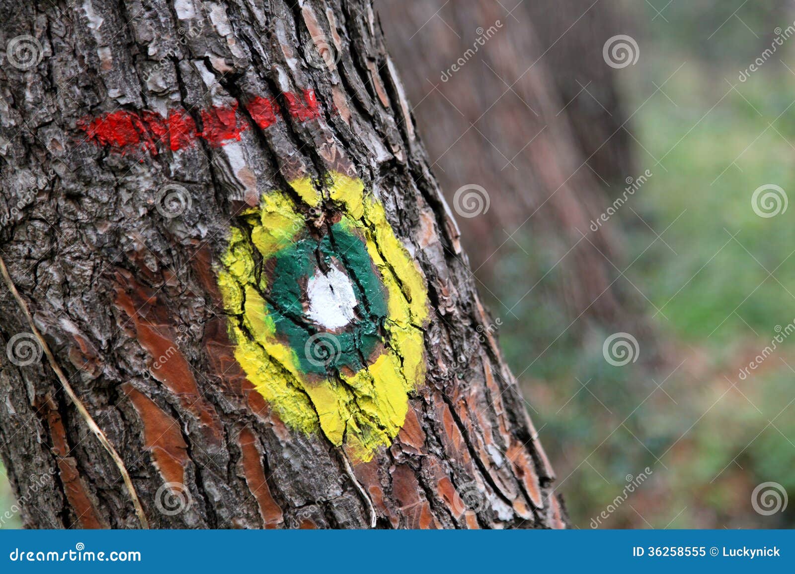 Hiking Marks On A Tree Trunk. Red And White Signal Along Hiking Trail ...