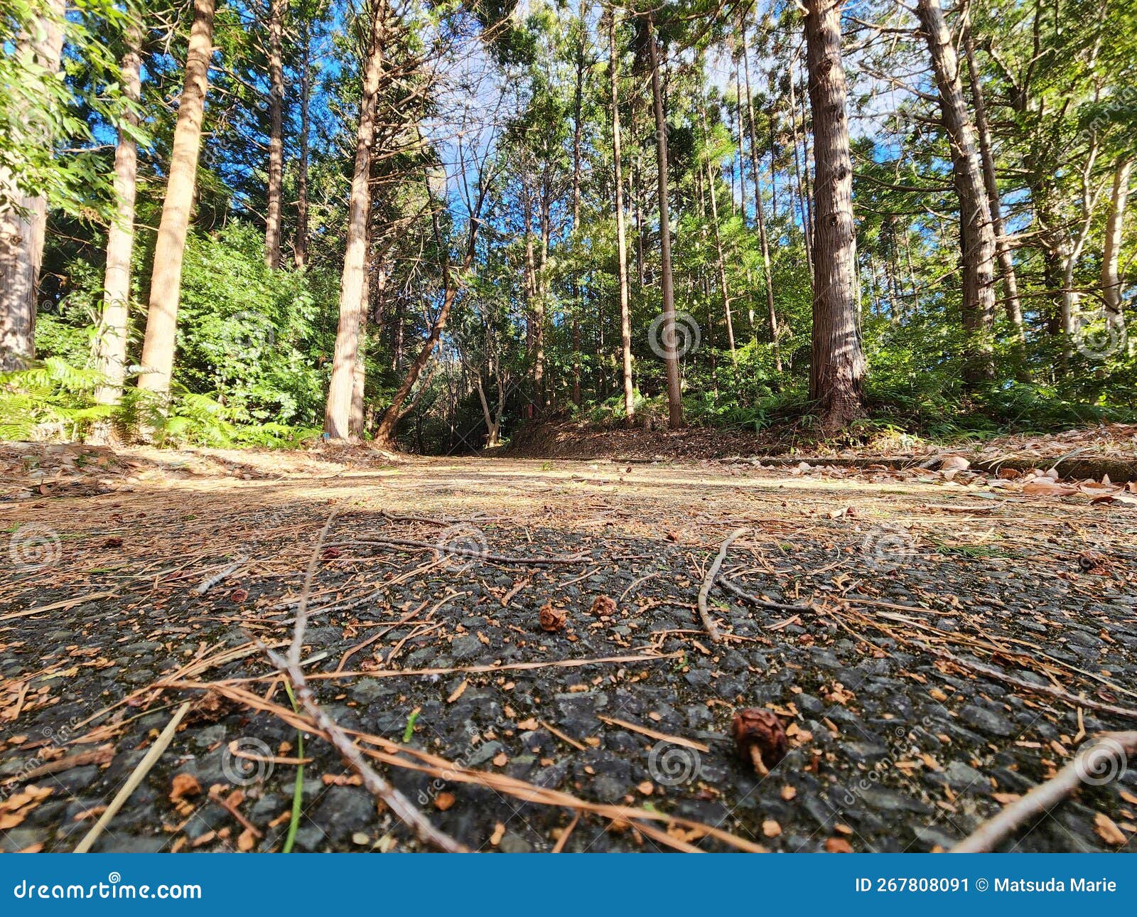 Hiking Mountains, Winter Foliage, Winter Background, Pines Scenery ...