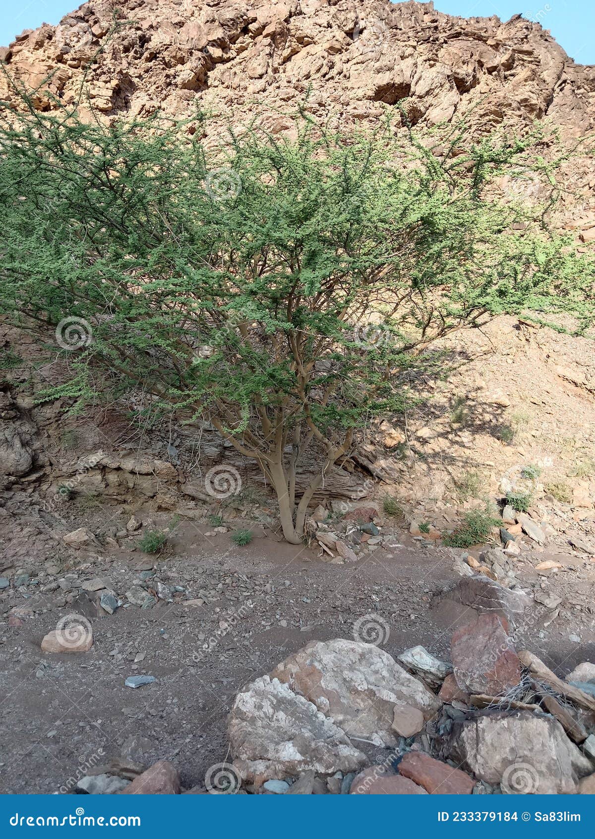 Acacia Trees in Oman Mountains Stock Photo - Image of shrub, plant ...