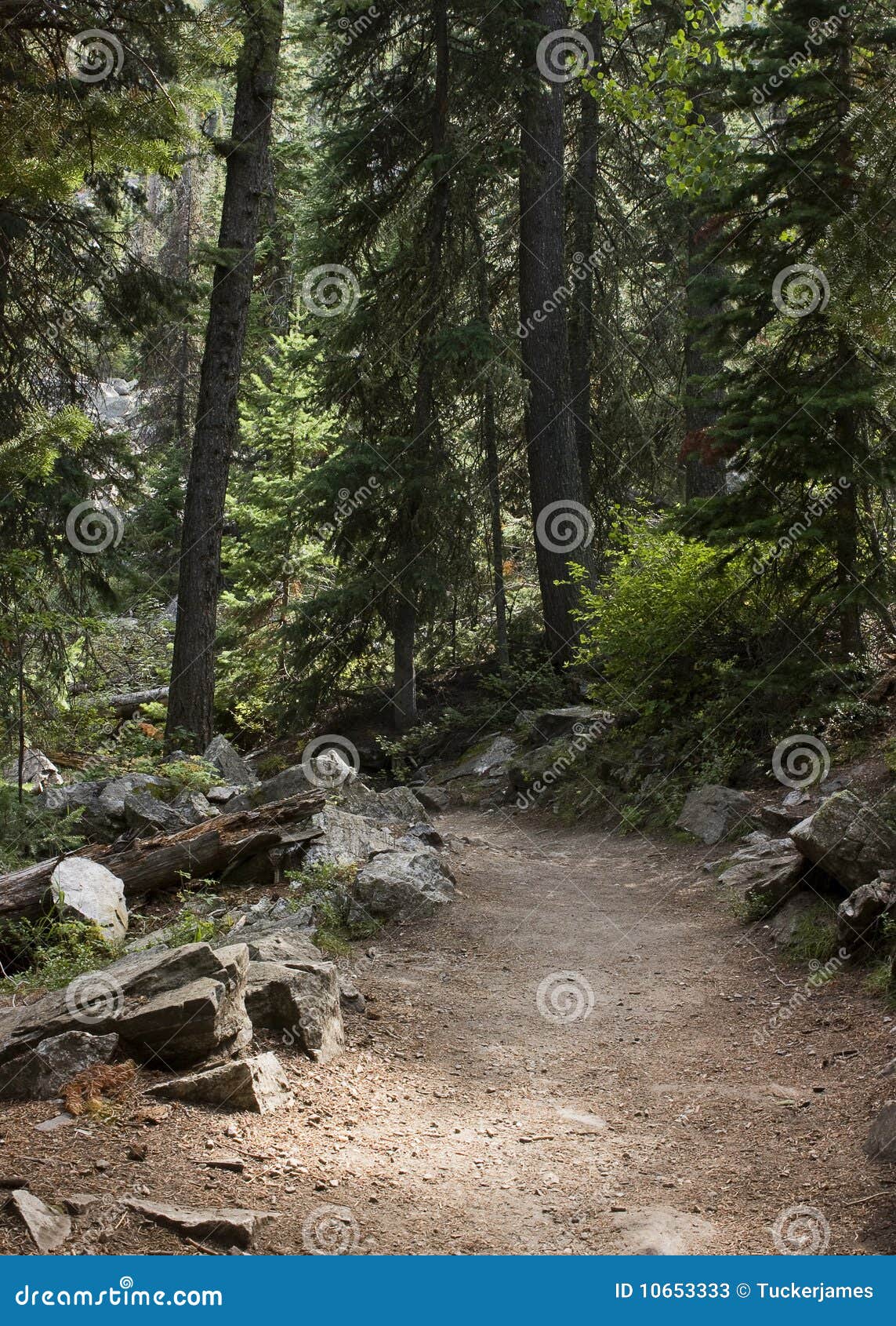 Hiking Path stock image. Image of nature, green, rock - 10653333
