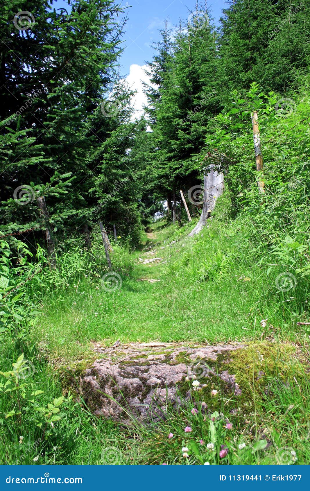 Hiking path stock image. Image of forest, mountains, green - 11319441