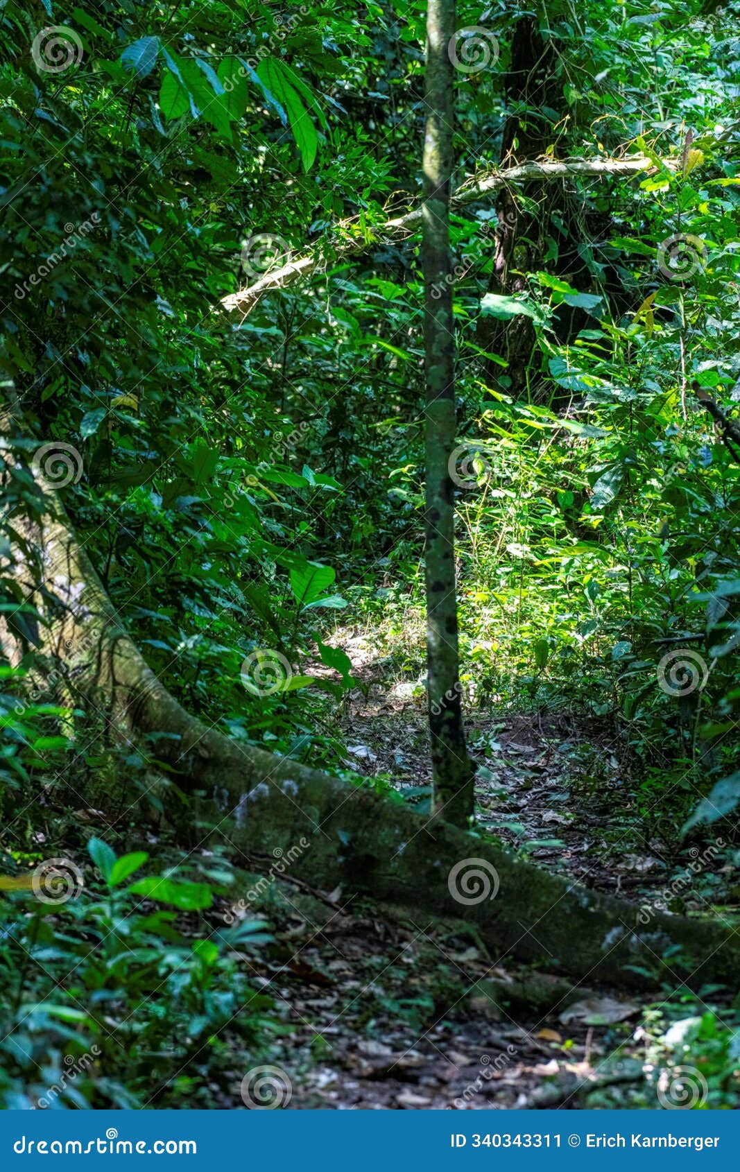 Hiking Path in the African Rainforest Stock Image - Image of idyllic ...