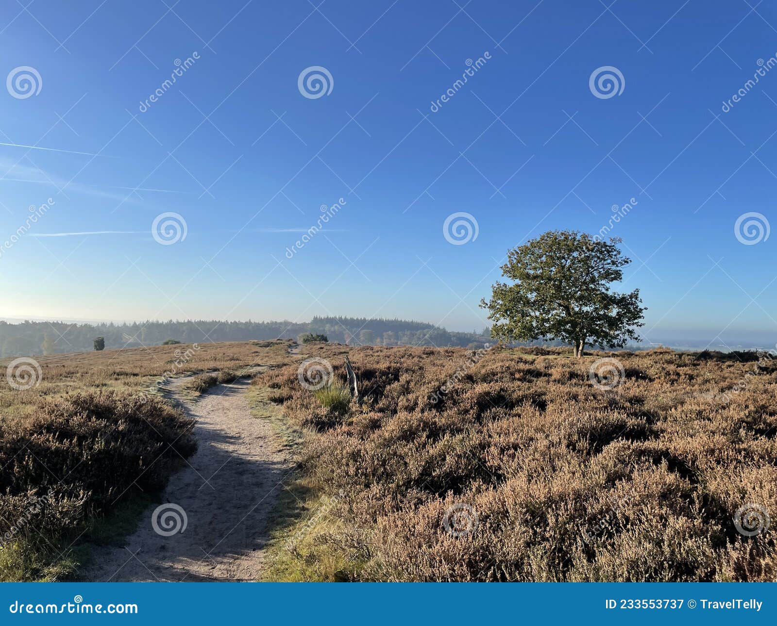 Hiking Path at the Archemerberg Stock Image - Image of nature, forest ...