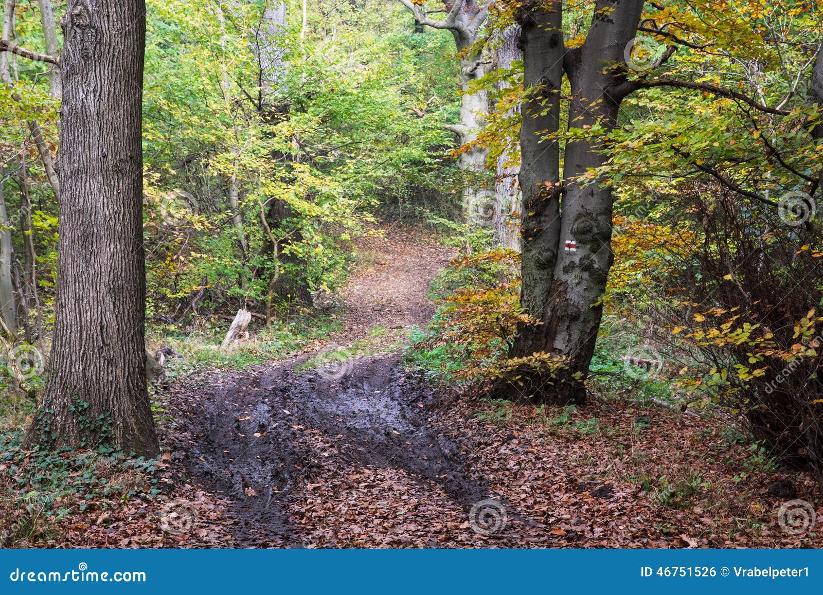 Hiking Path in the Autumn Deciduous Forest Stock Photo - Image of ...