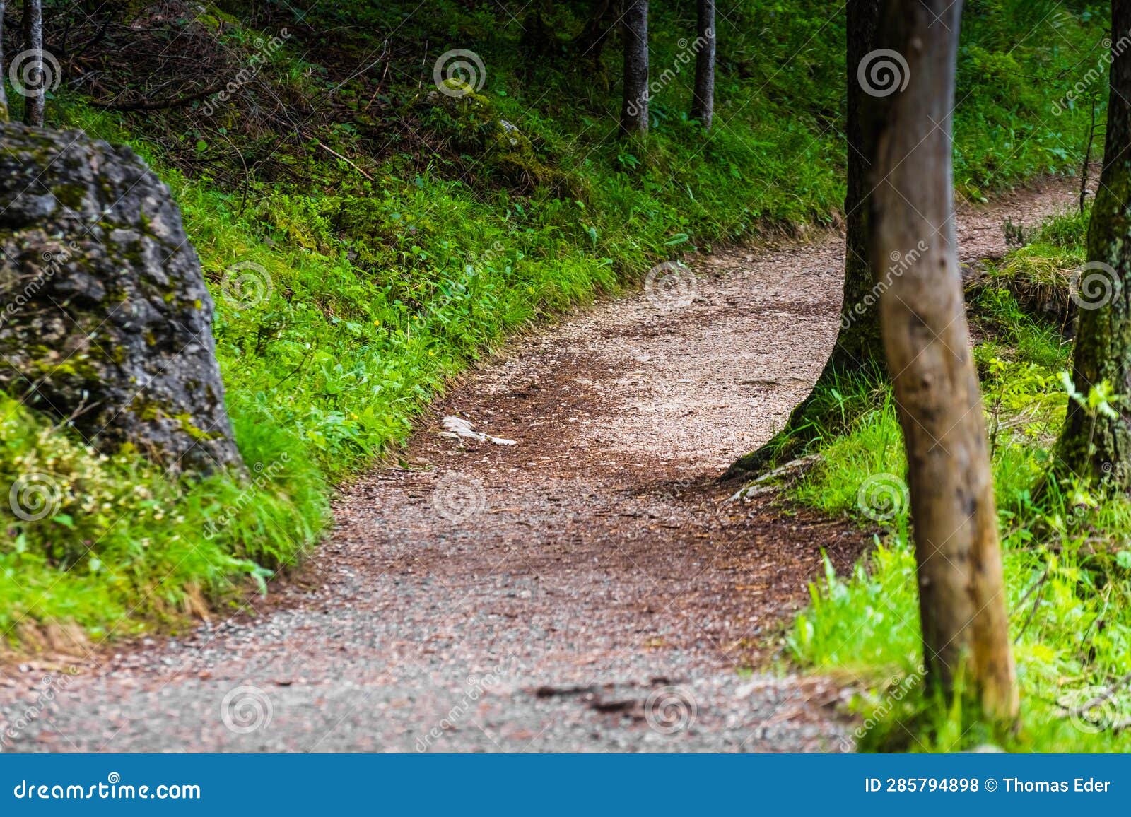 Hiking Path through a Forest Near a Mountain Lake Stock Photo - Image ...