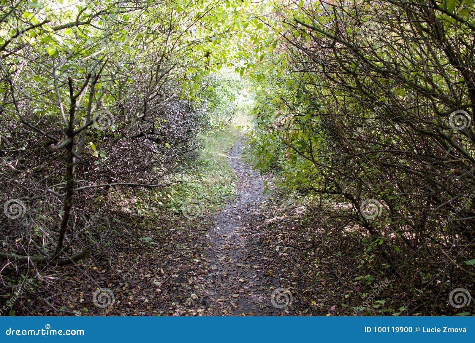 Path Hidden in a Green Bush Stock Photo - Image of scene, panoramic ...