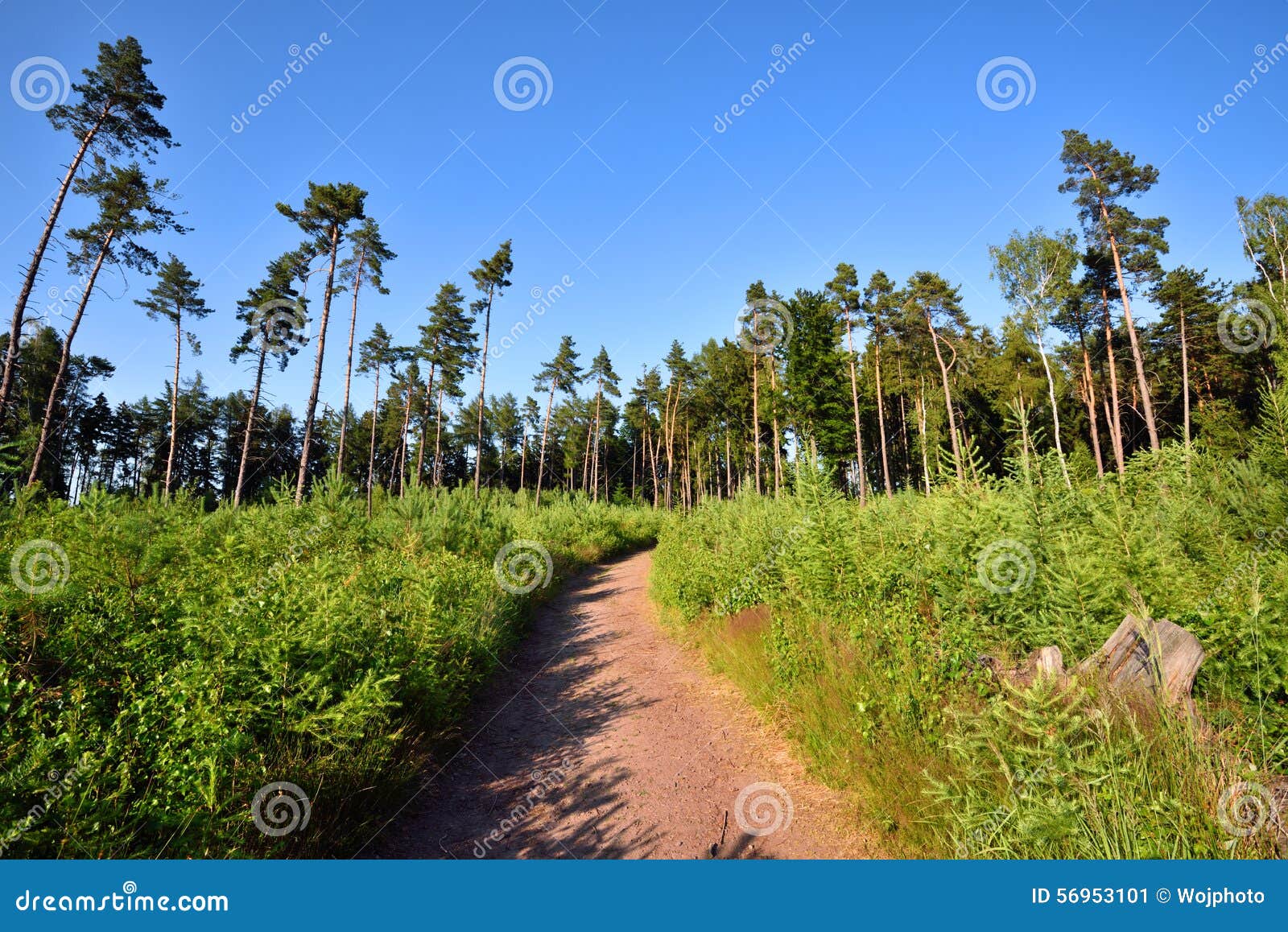Hiking Path Leading through Green Forest Stock Image - Image of path ...
