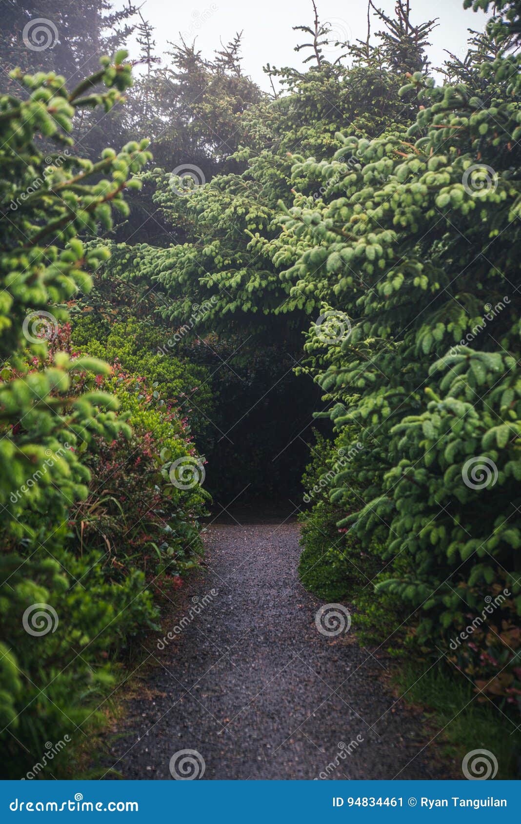 Hiking Path Leading To a Forest. Stock Image - Image of scenic, scenery ...