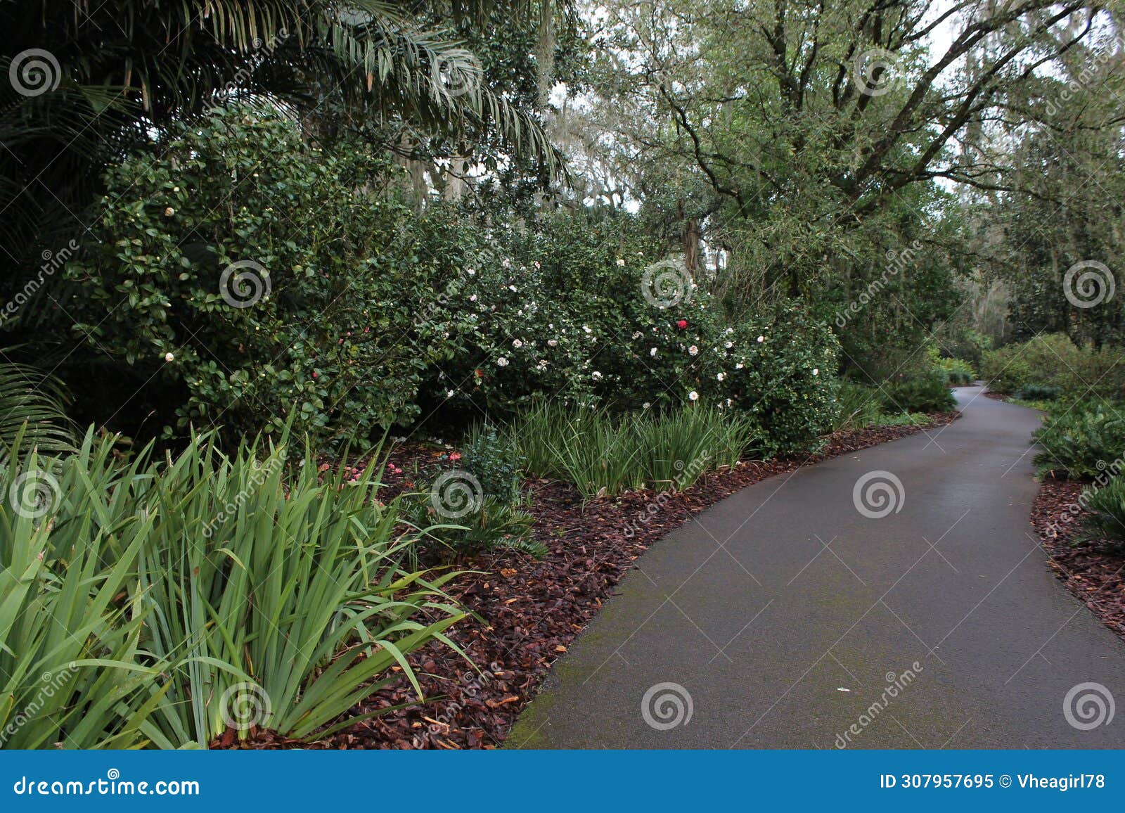 Nice Hiking Path with Bushes on the Side Blooming Stock Image - Image ...