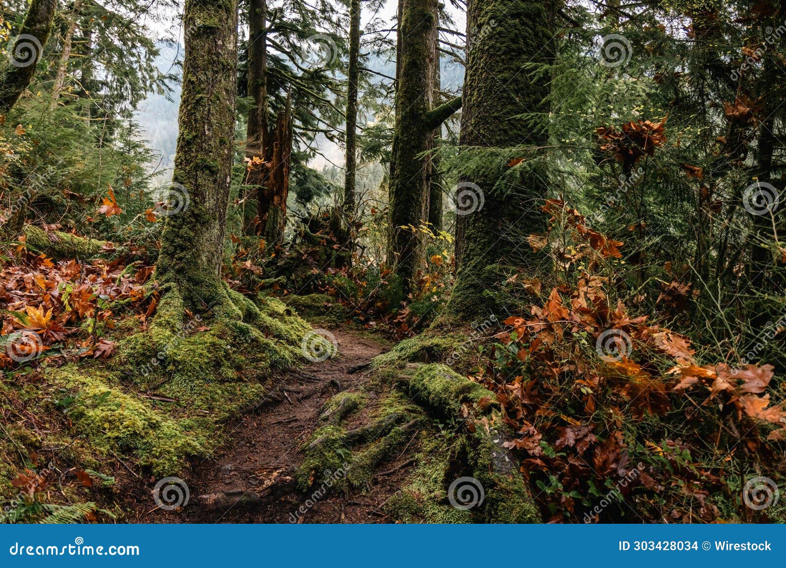 Hiking Path through Rain Forest in Washington State, Surrounded by Fall ...