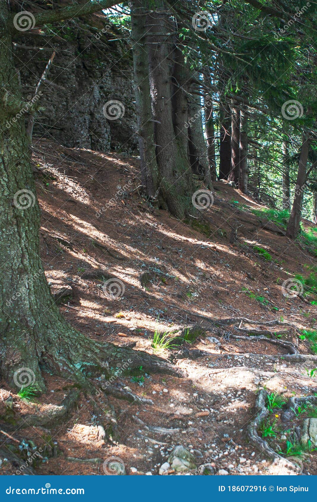 A Hiking Path through the Trees, Covered in Tree Roots and Rocks Stock ...