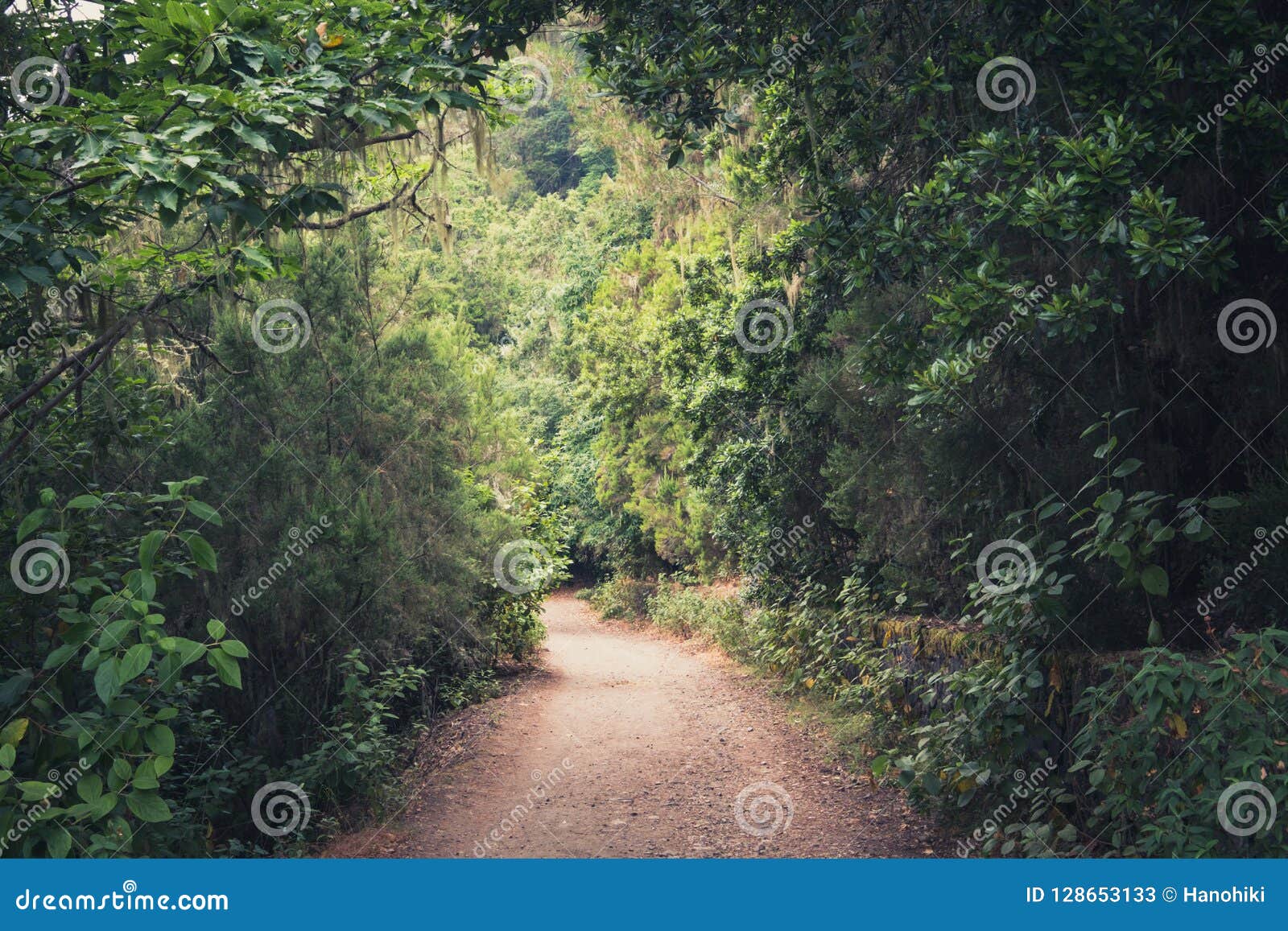 Hiking Path Trough Forest Landscape - Walkway In Wilderness Royalty ...