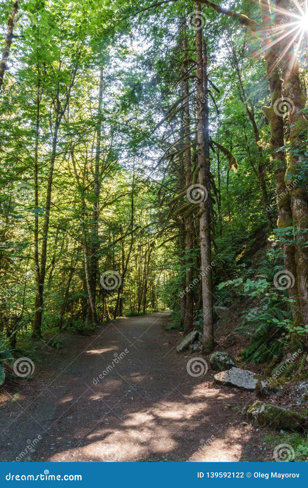 Hiking Path Trough Green Forest of in Summer Time Stock Photo - Image ...