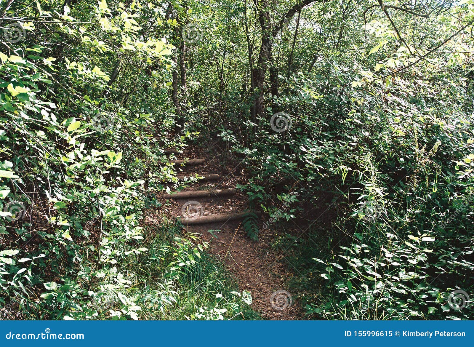 Hiking Path with Wooden Stairs in the Forest Stock Image - Image of ...