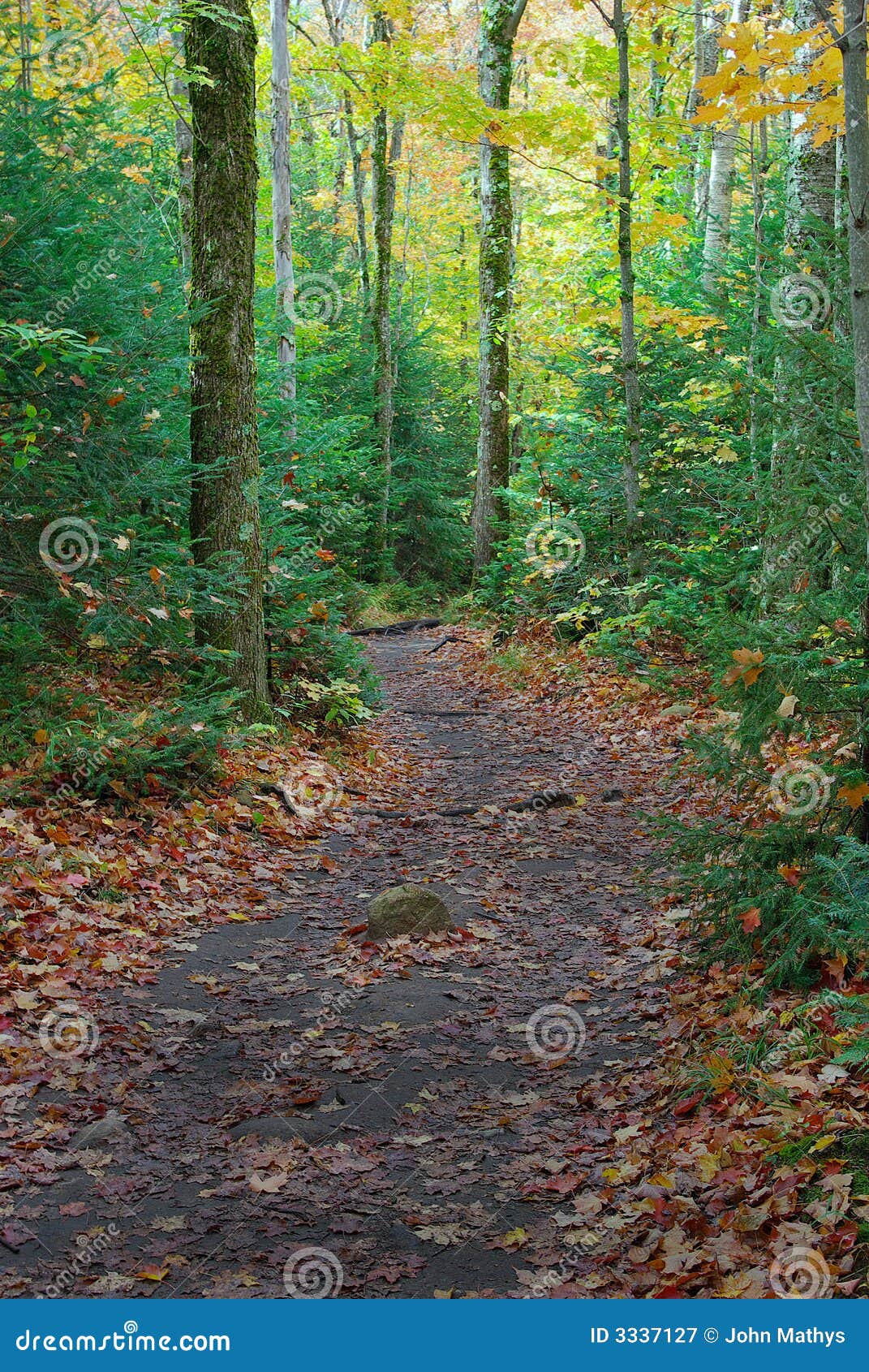 Hiking Path through the Woods Stock Image - Image of forest, leaves ...