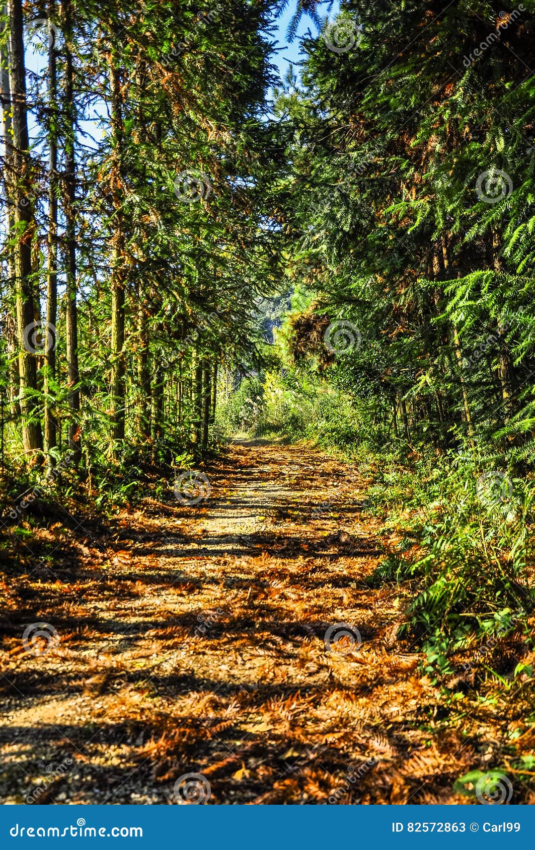 The hiking pathway scenery stock image. Image of recreation - 82572863