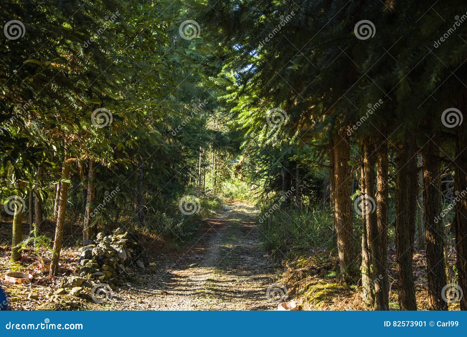 The hiking pathway scenery stock image. Image of recreation - 82573901