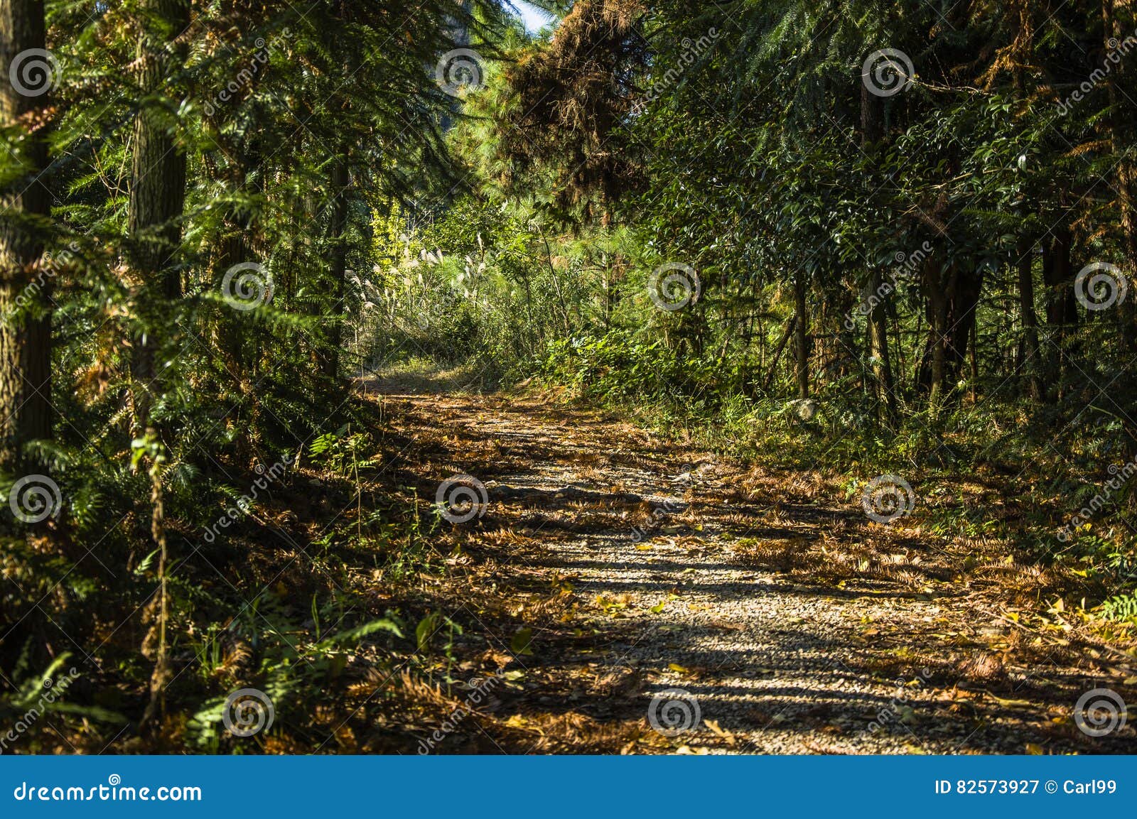 The hiking pathway scenery stock image. Image of environment - 82573927