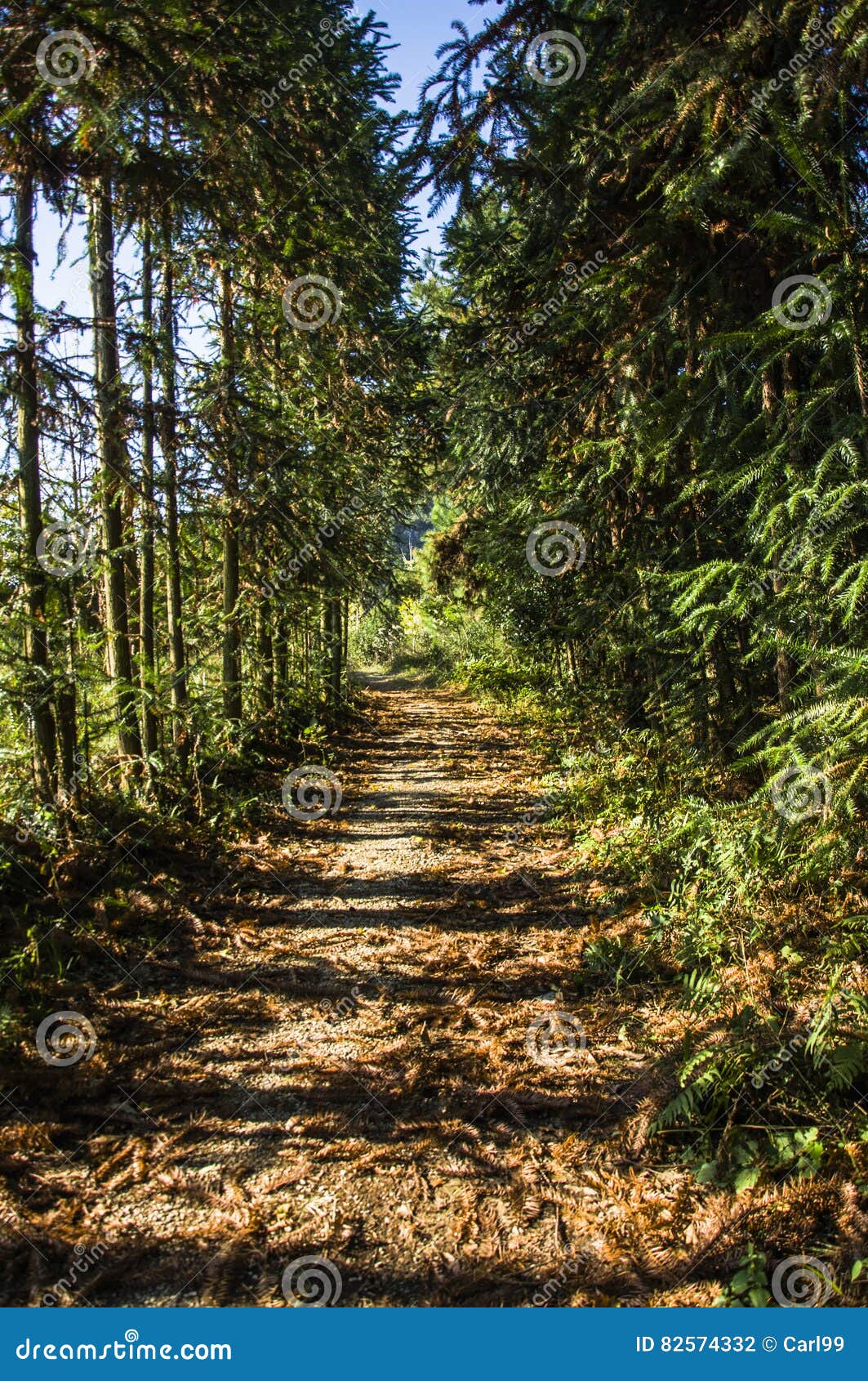 The hiking pathway scenery stock photo. Image of scene - 82574332