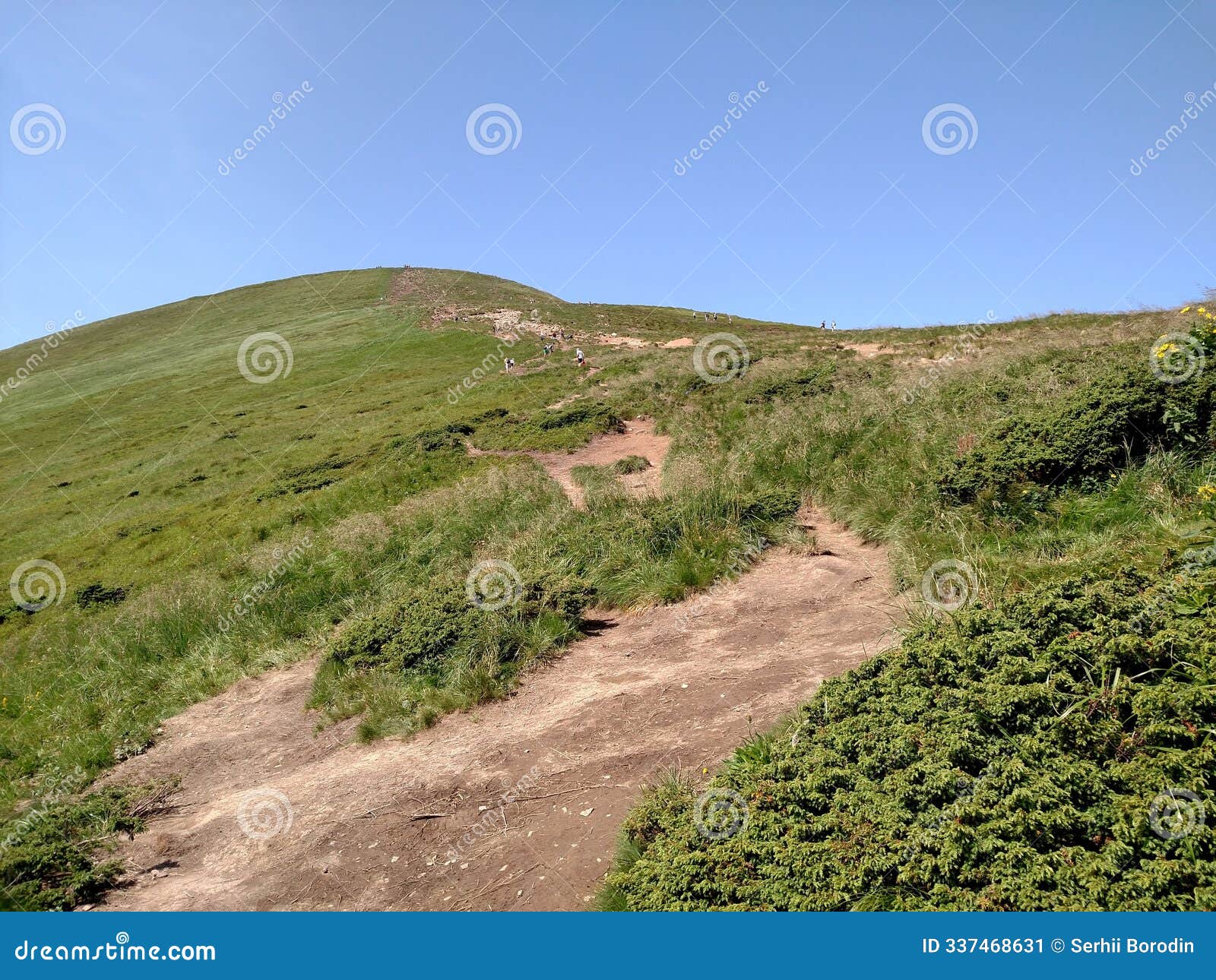 Hiking in Top of the Mountain Hoverla Use Trail Horizontal Color Photo ...