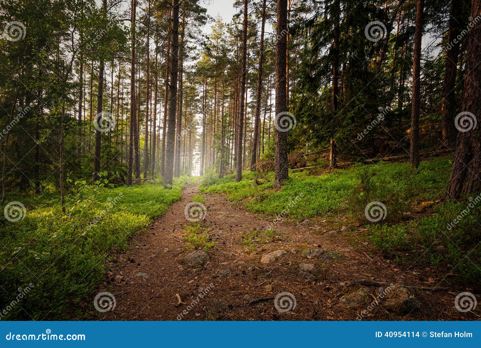 Hiking Track in Forest during a Summerset Stock Photo - Image of hike ...