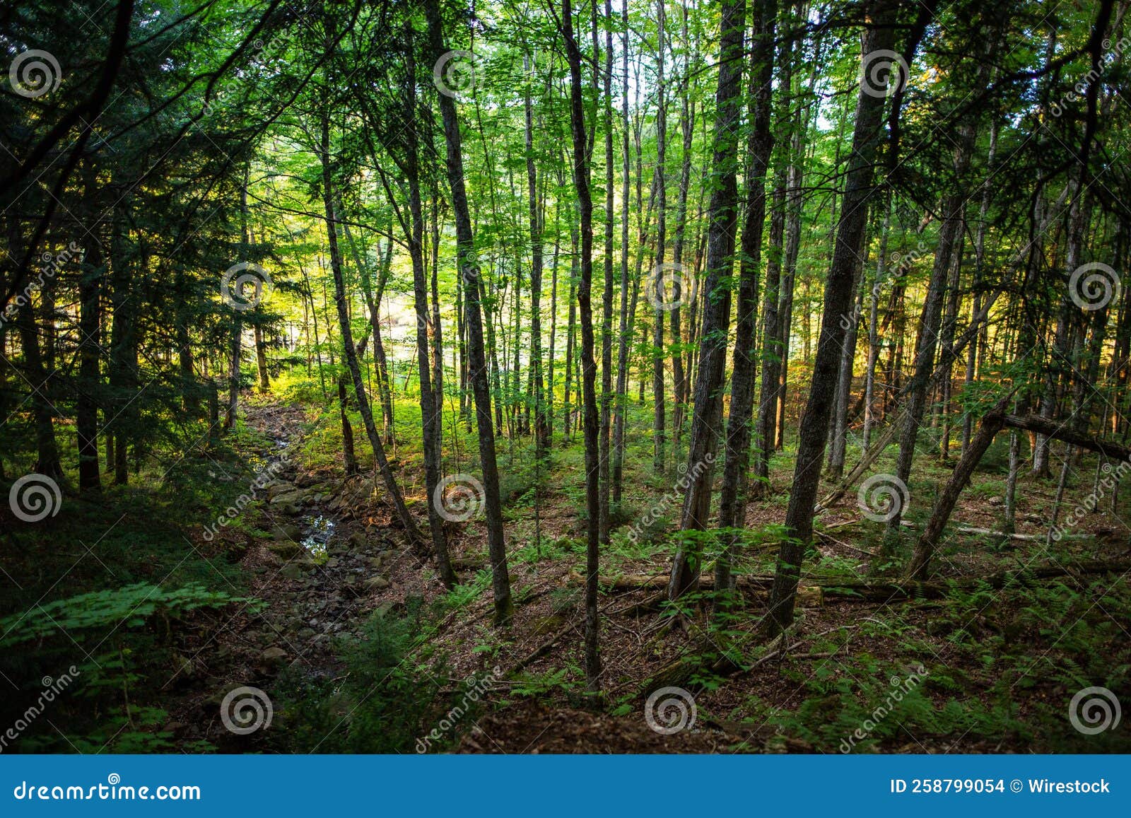 Hiking Track with Tall Trees in the Forest Stock Photo - Image of trees ...