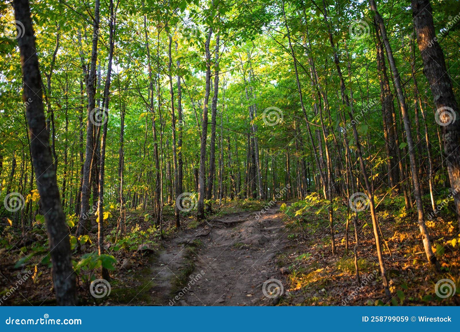 Hiking Track with Tall Trees in the Forest Stock Image - Image of park ...