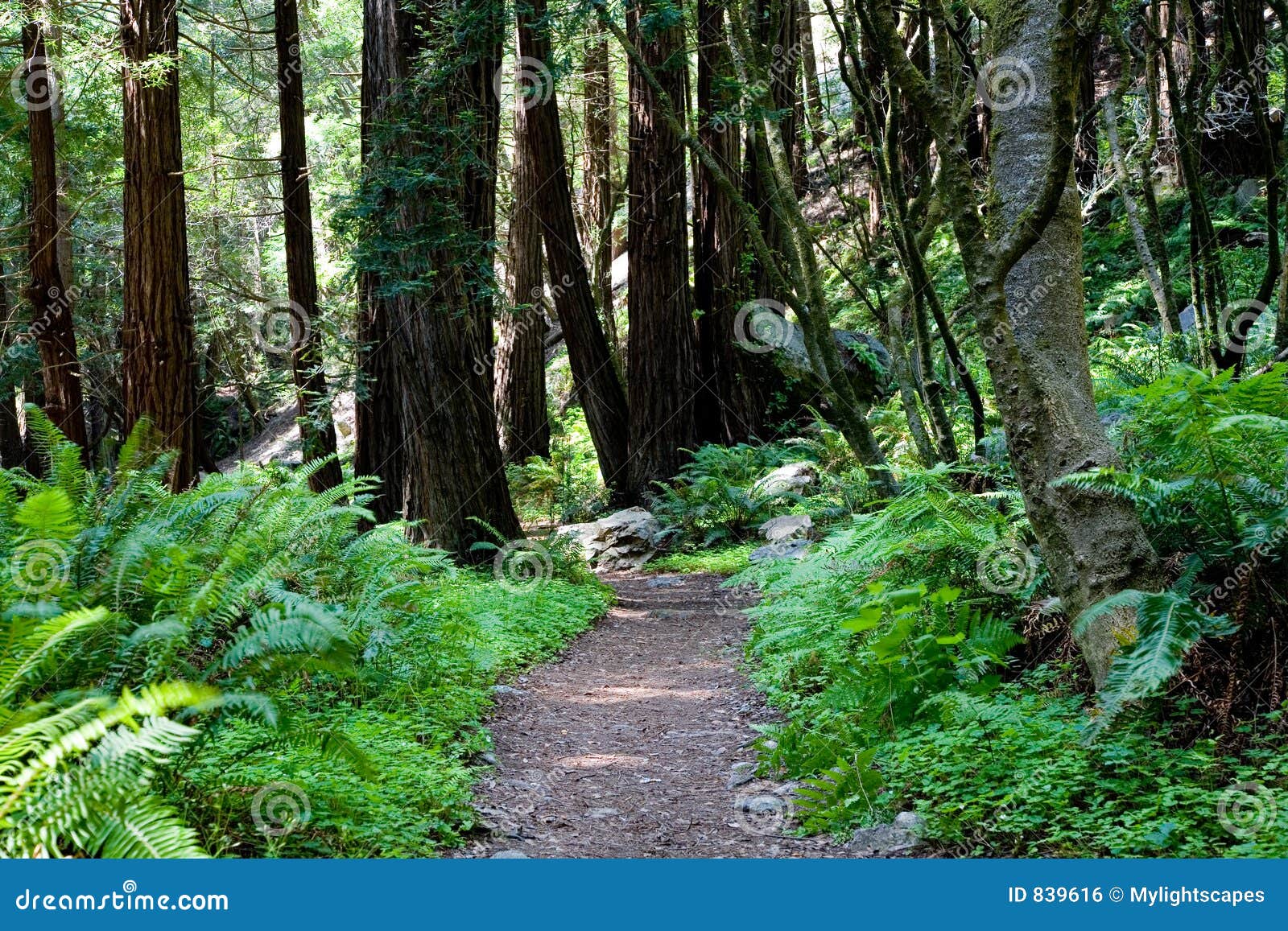 Hiking trail stock photo. Image of california, footpath - 839616
