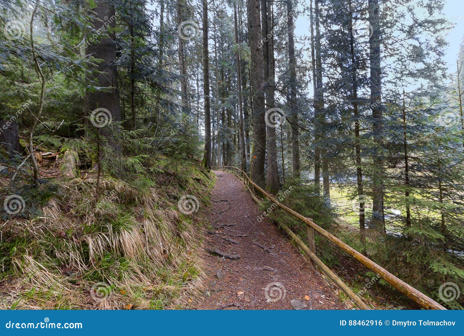 Hiking Trail Along Trees in Spring Stock Photo - Image of grass ...