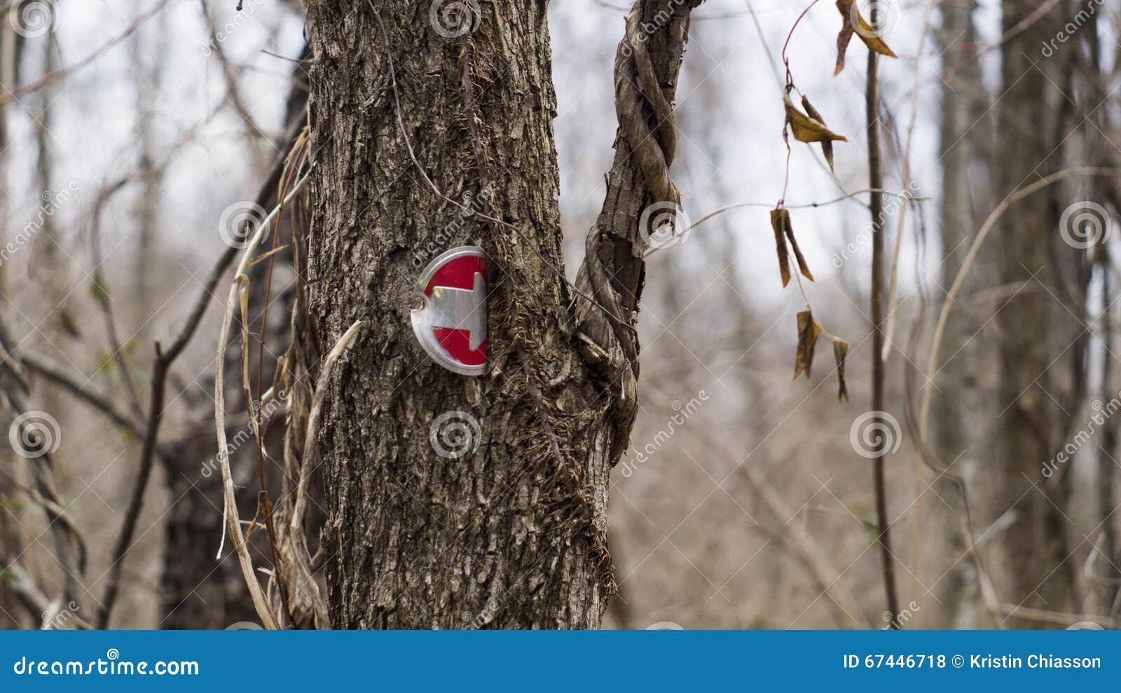 Axe Embedded In Tree Stump Royalty-Free Stock Photography ...