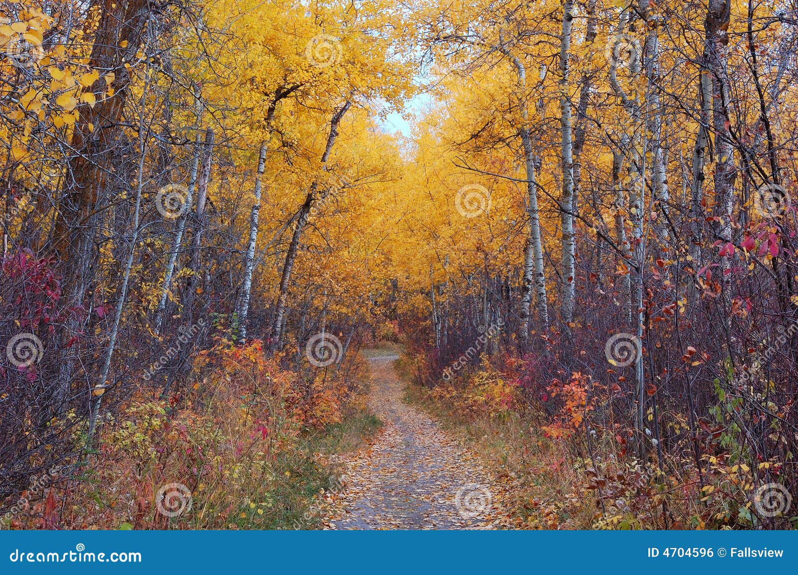 Hiking Trail in Autumn Forest Stock Photo - Image of north, outdoor ...