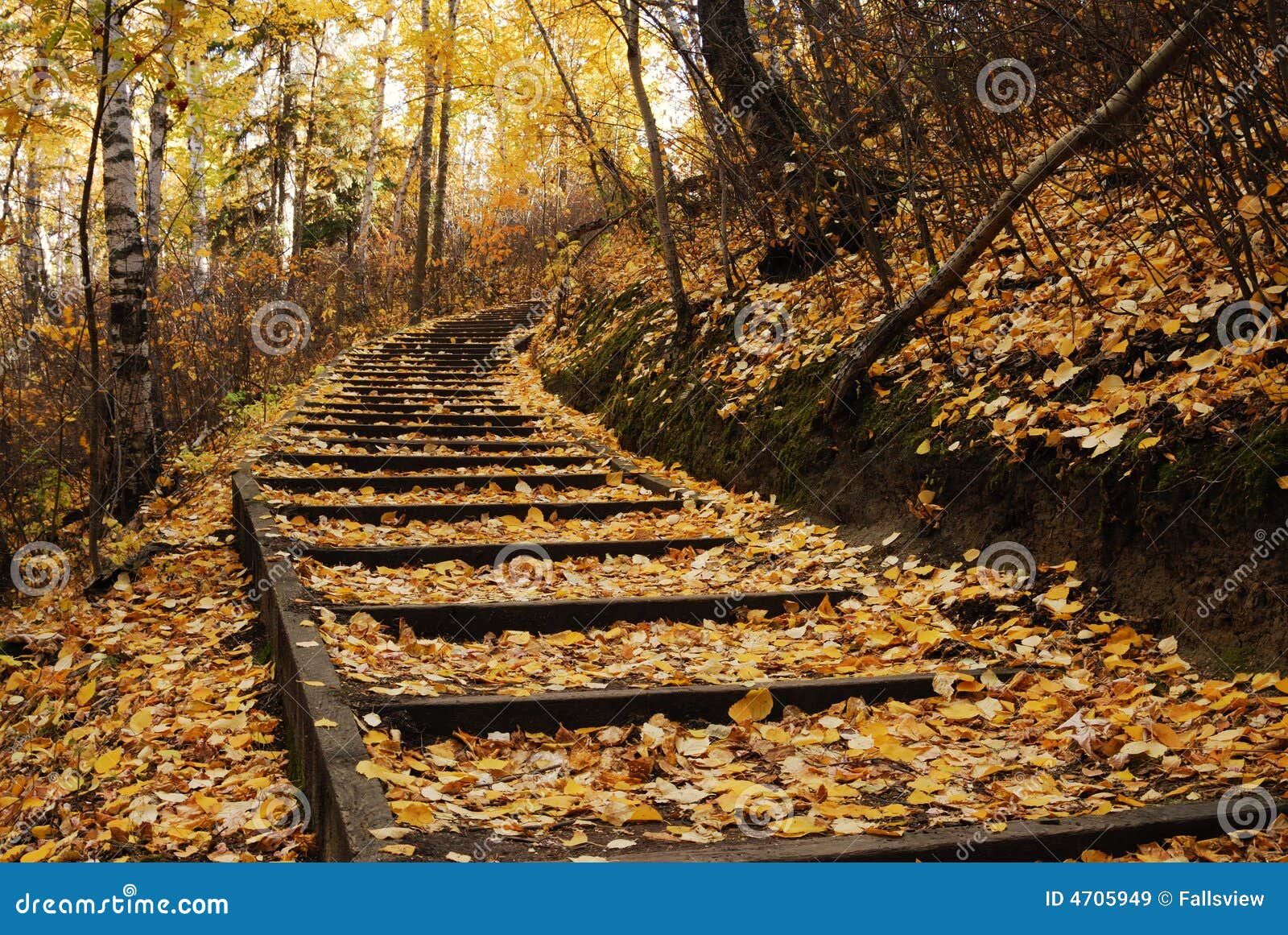 Hiking Trail in Autumn Forest Stock Image - Image of north, edmonton ...