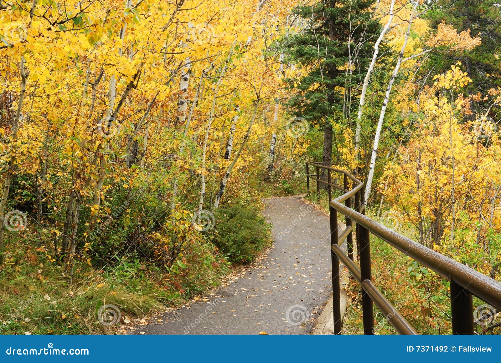 Hiking Trail in Autumn Forest Stock Photo - Image of golden, alberta ...