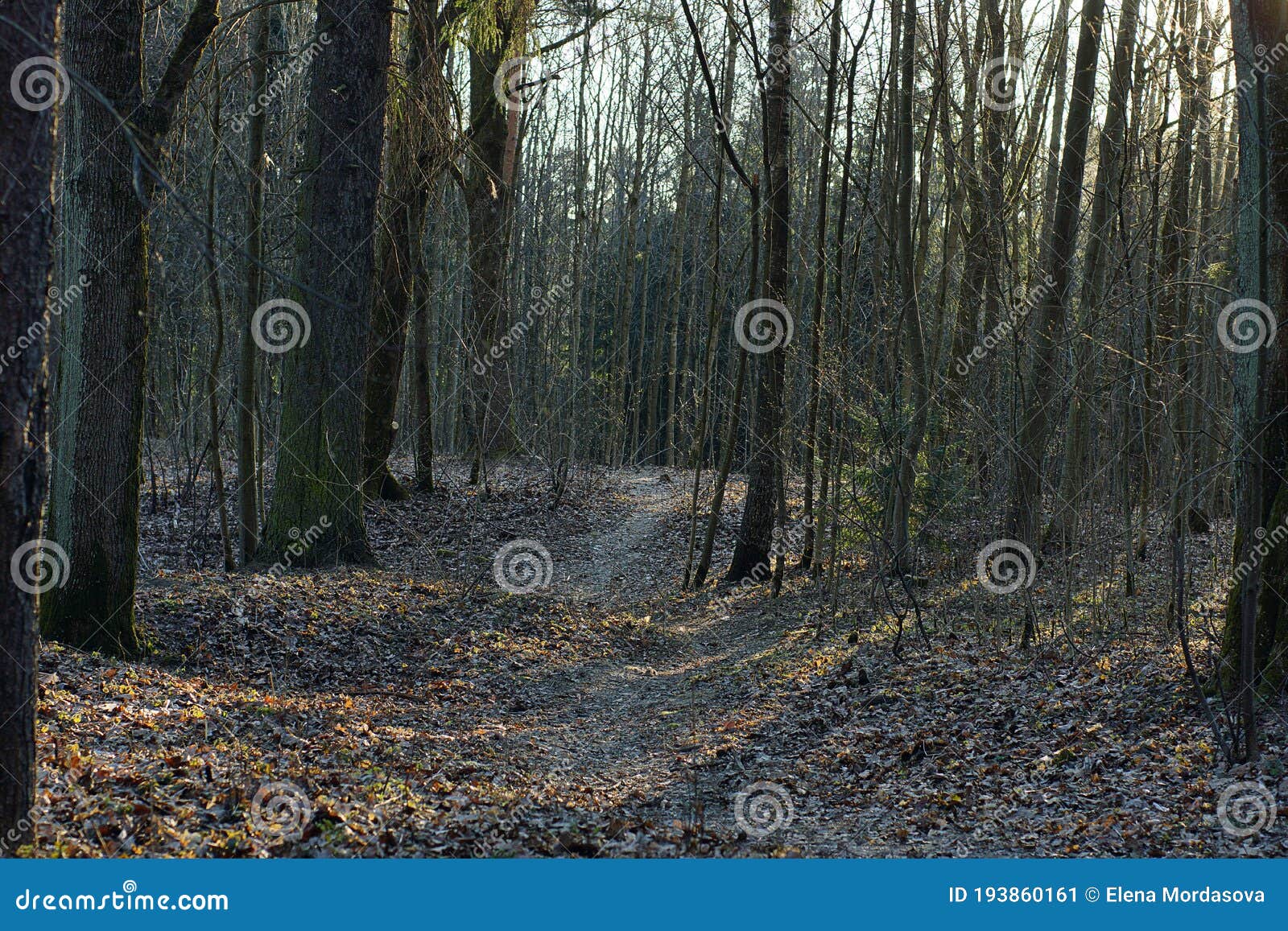 Hiking Trail in the Bare Deciduous Forest on an Everlasting Morning ...