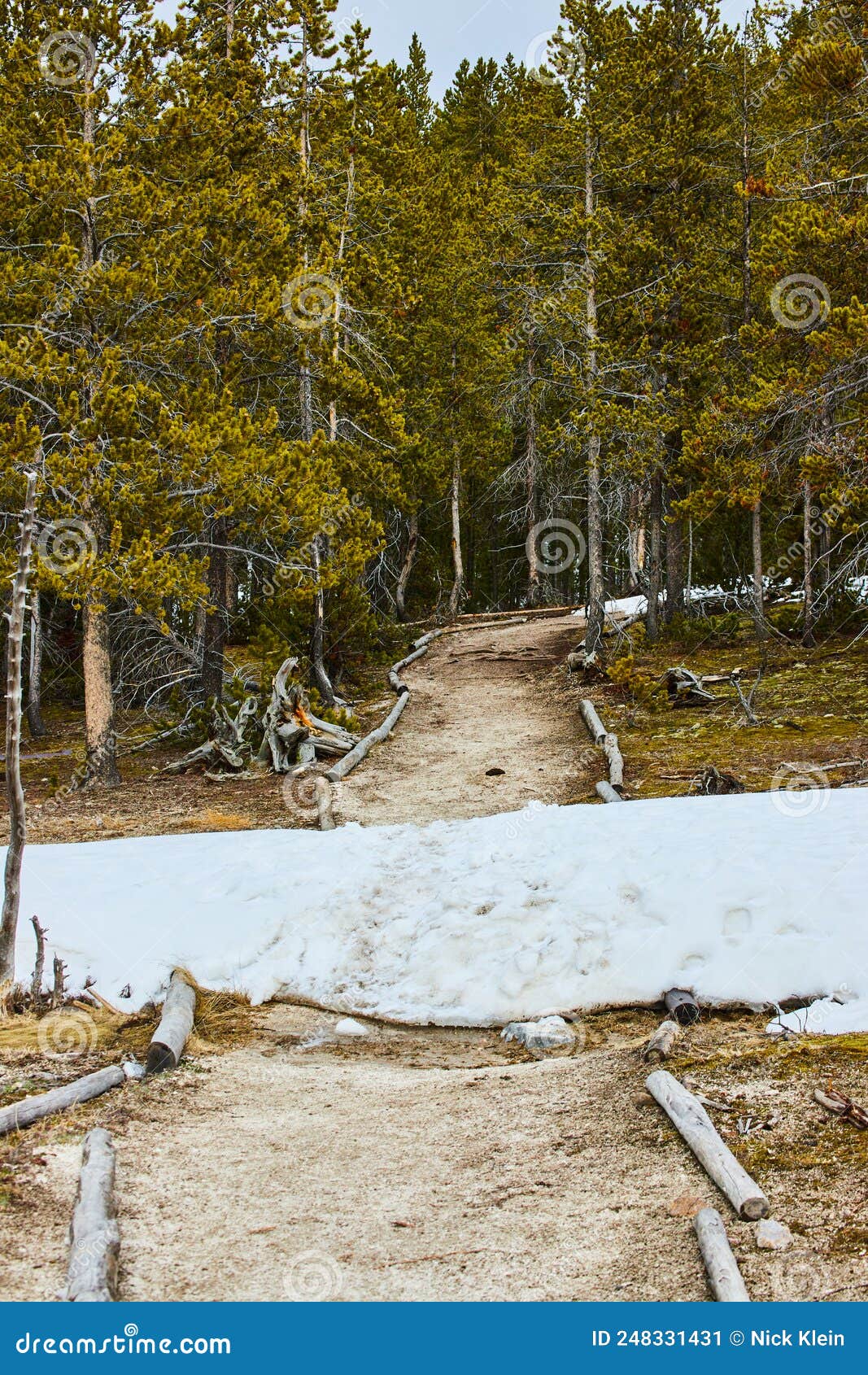 Hiking Trail Covered with Strip of Large Snow in Pine Tree Forest Stock ...