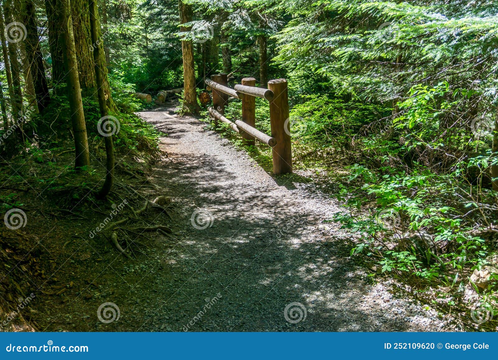 Hiking Trail at Creek stock photo. Image of nature, washington - 252109620