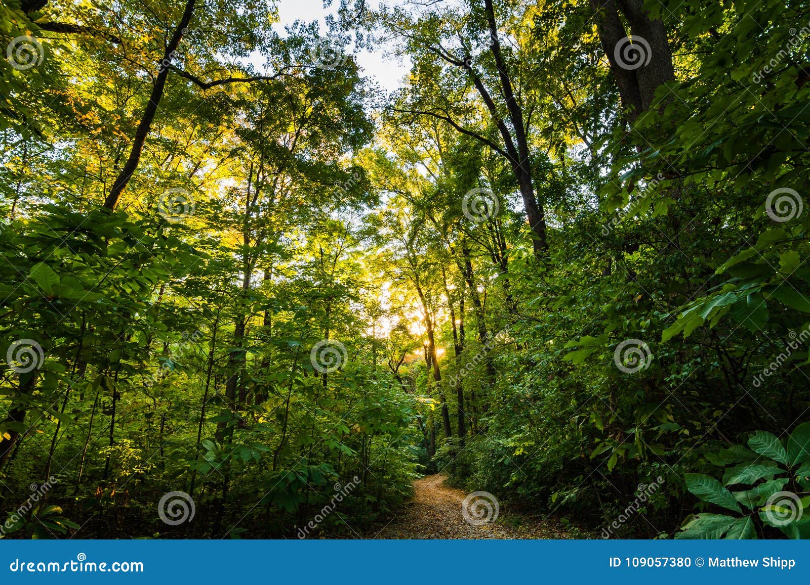 Hiking Trail through a Deciduous Forest Stock Photo - Image of leafy ...