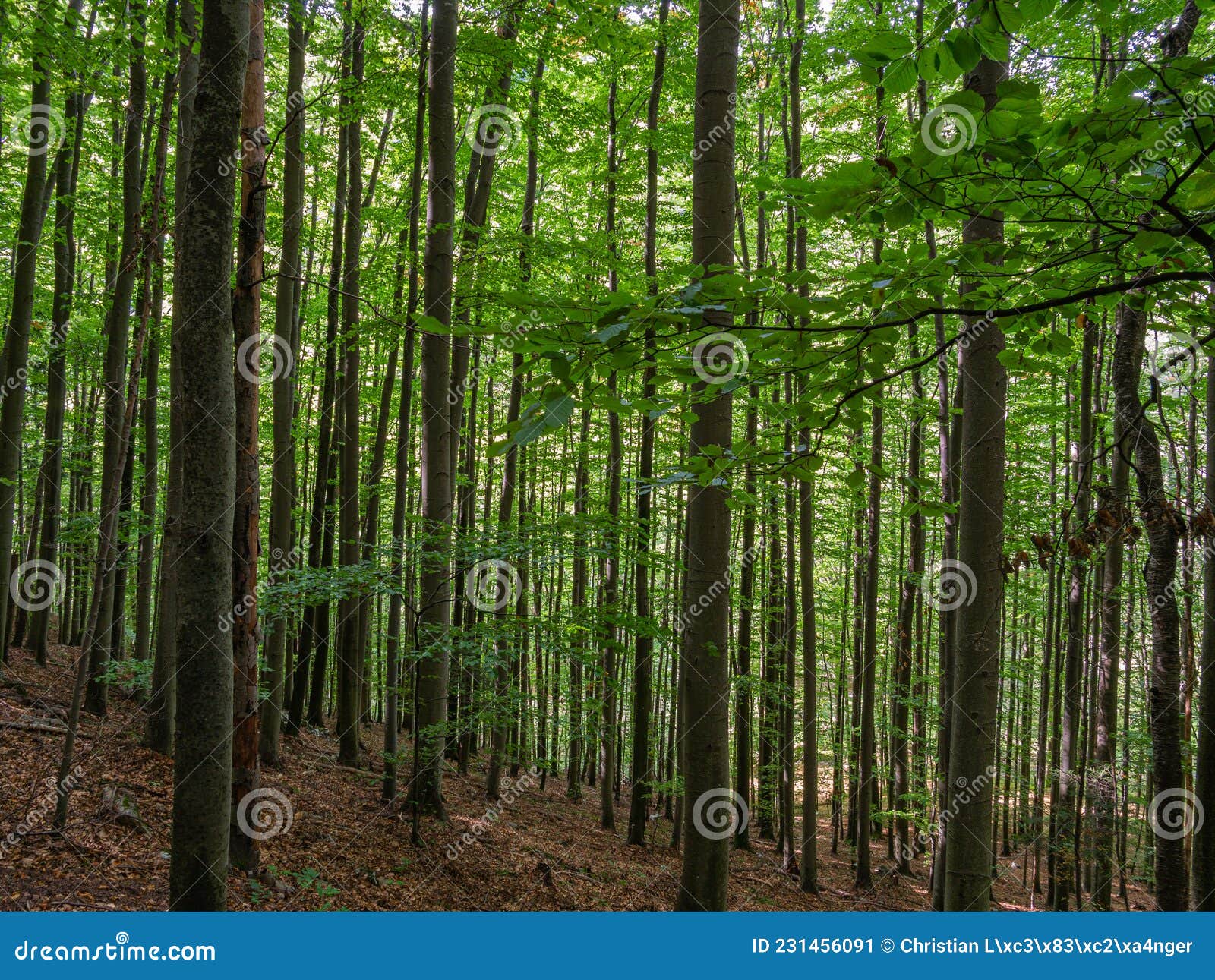 Hiking Trail in a Dense Deciduous Forest Stock Image - Image of tree ...