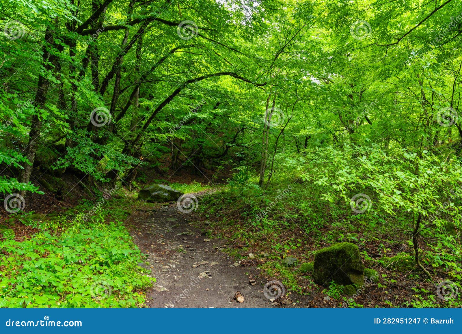 Hiking Trail in Dense Wet Green Forest, Freshness of Nature Stock Image ...