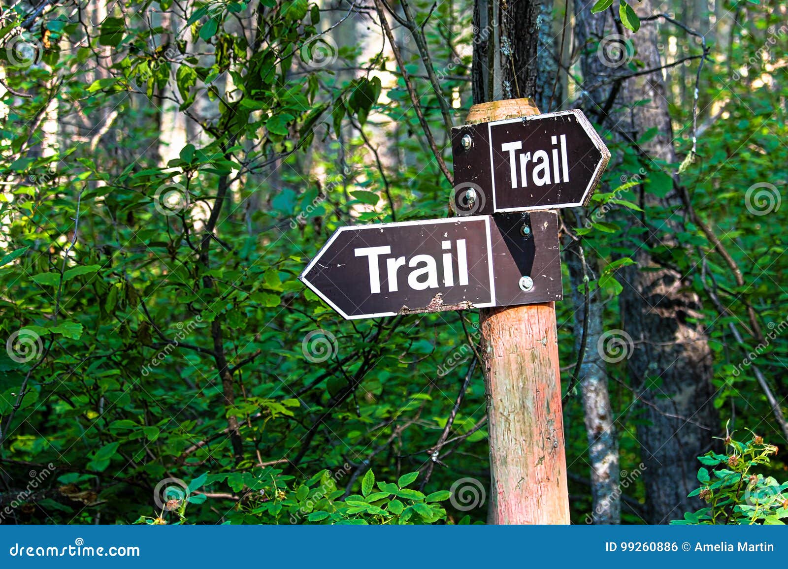 A Hiking Trail Direction Sign in the Forest Stock Photo - Image of ...
